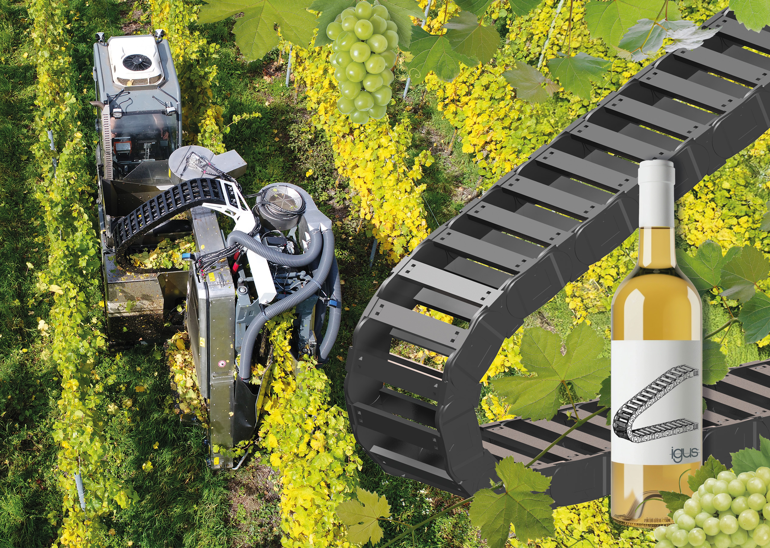 Robots Take Care of Harvesting Grapes